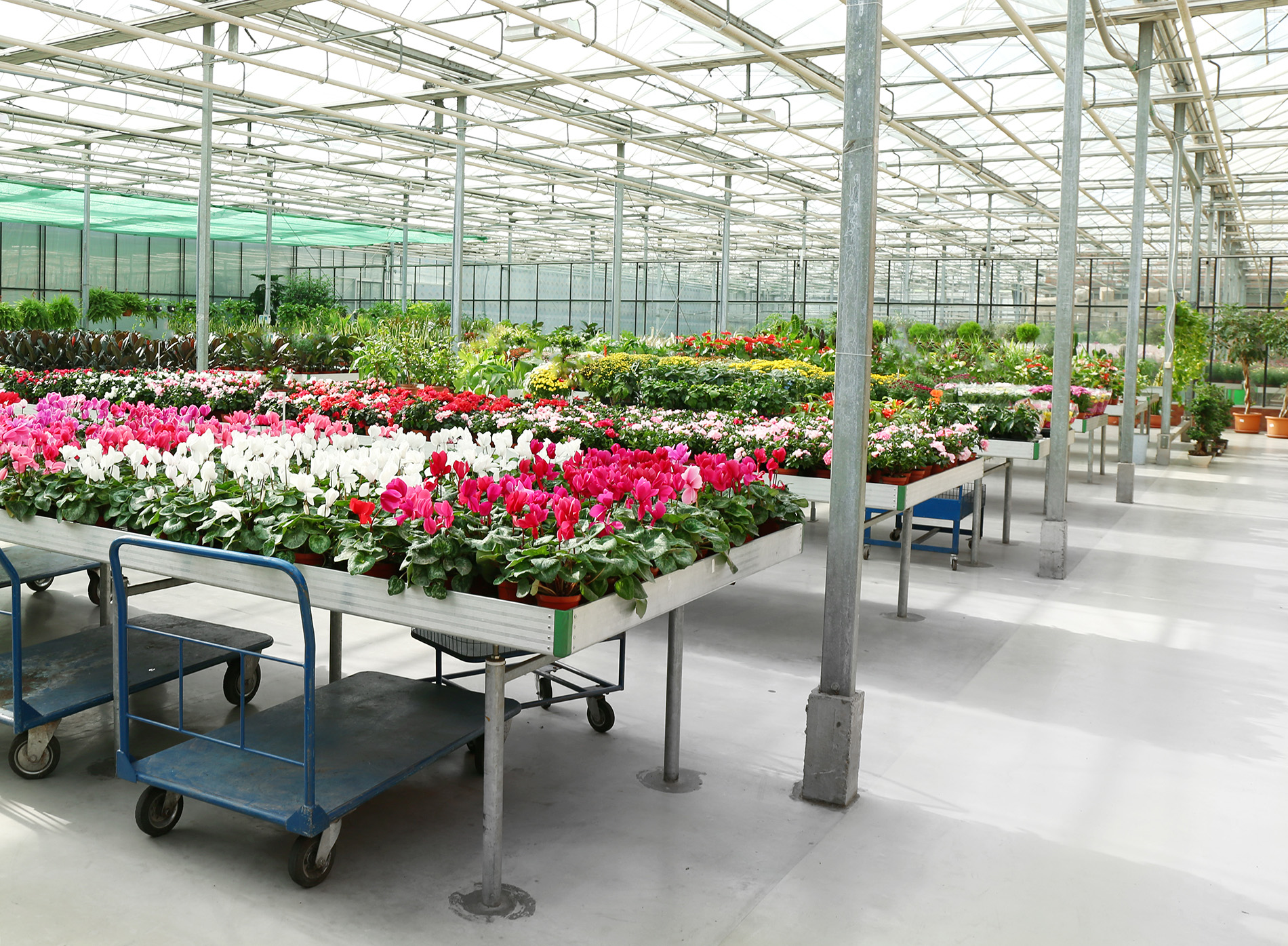 The Spring, The Bugs, The Persistence by Mike H. - Hummert International