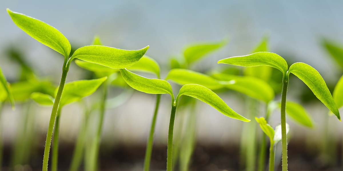 HUMMERT U – November GEMS - Hummert International